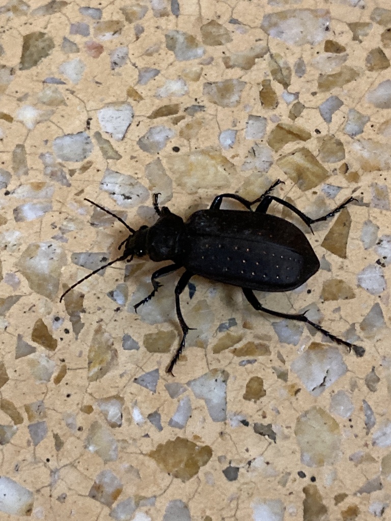 Calosoma chinense from 上野毛3丁目, 世田谷区, 東京都, JP on April 29, 2023 at 09:20 ...