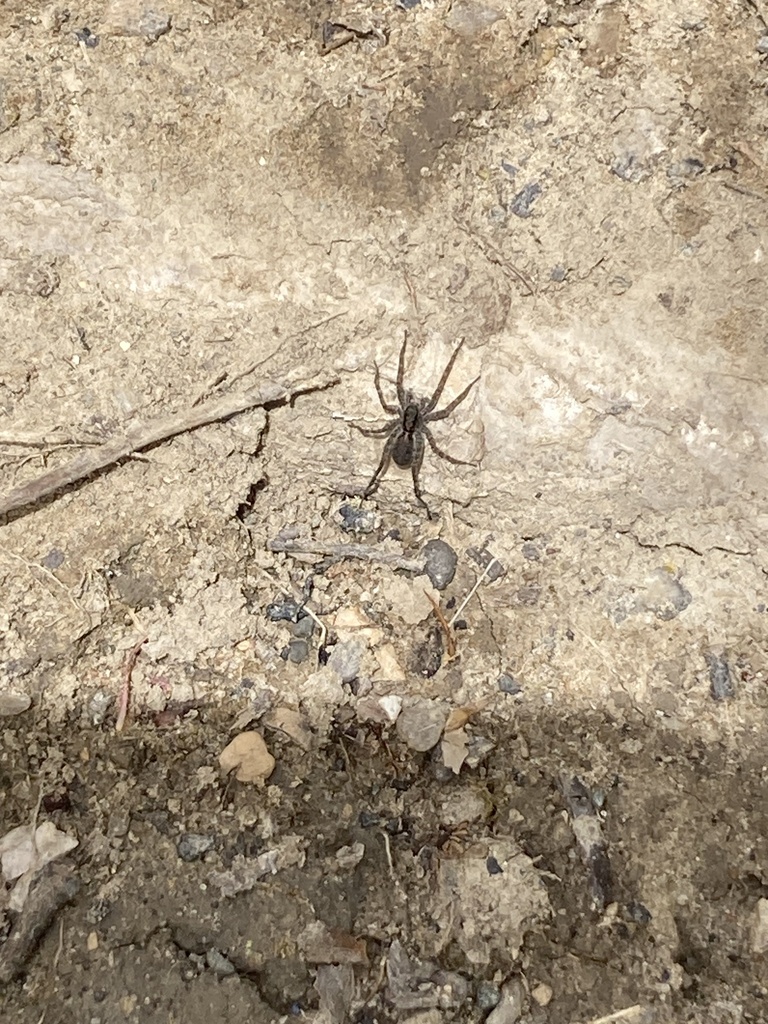 Shore Spider from Wintergarden/St. John's Nature Preserve, Bowling ...