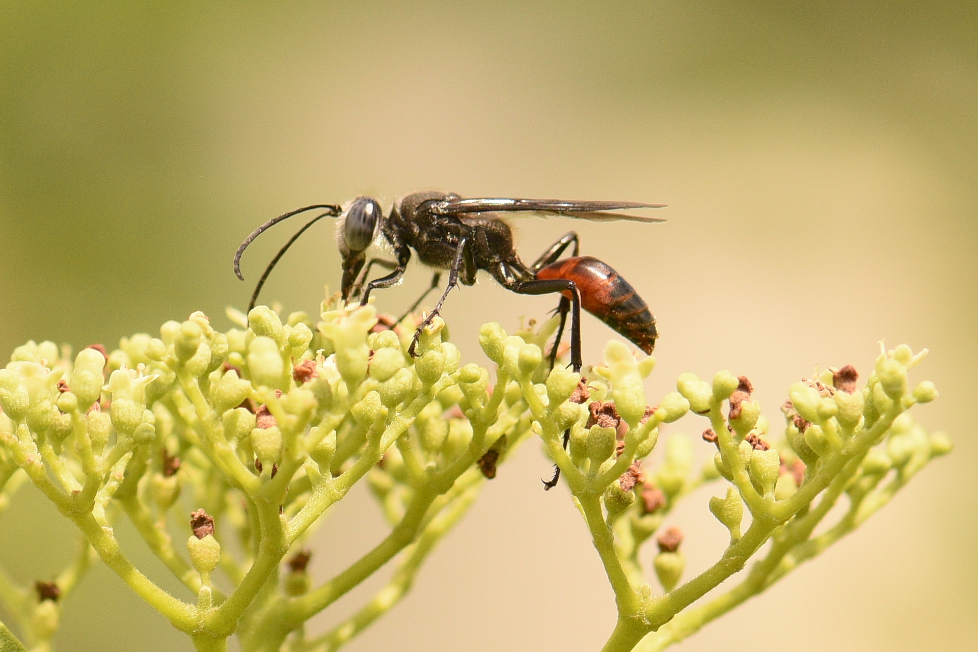 Sphex sericeus (Fabricius, 1804)
