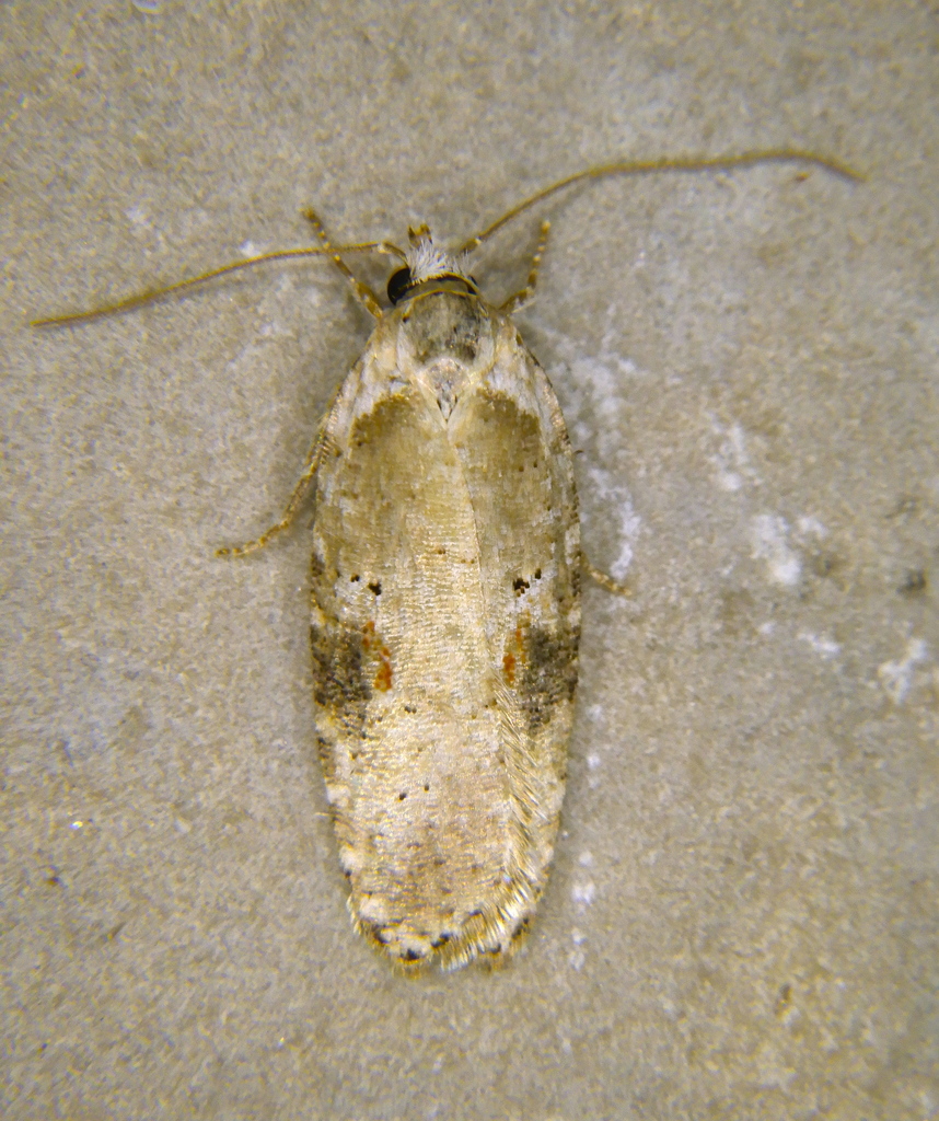 Poison hemlock moth from Bruce County, ON, Canada on April 29, 2023 at ...