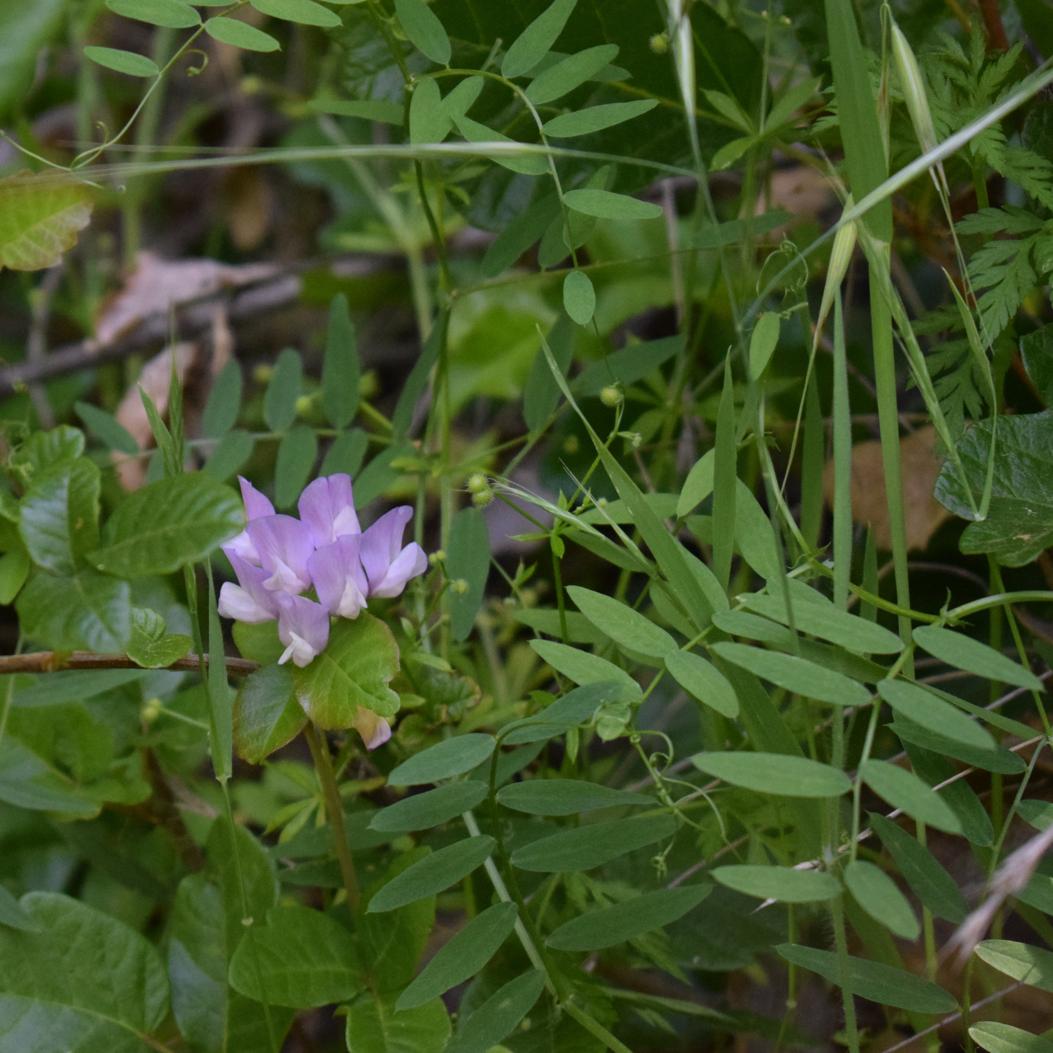 Vicia americana Muhl. ex Willd.