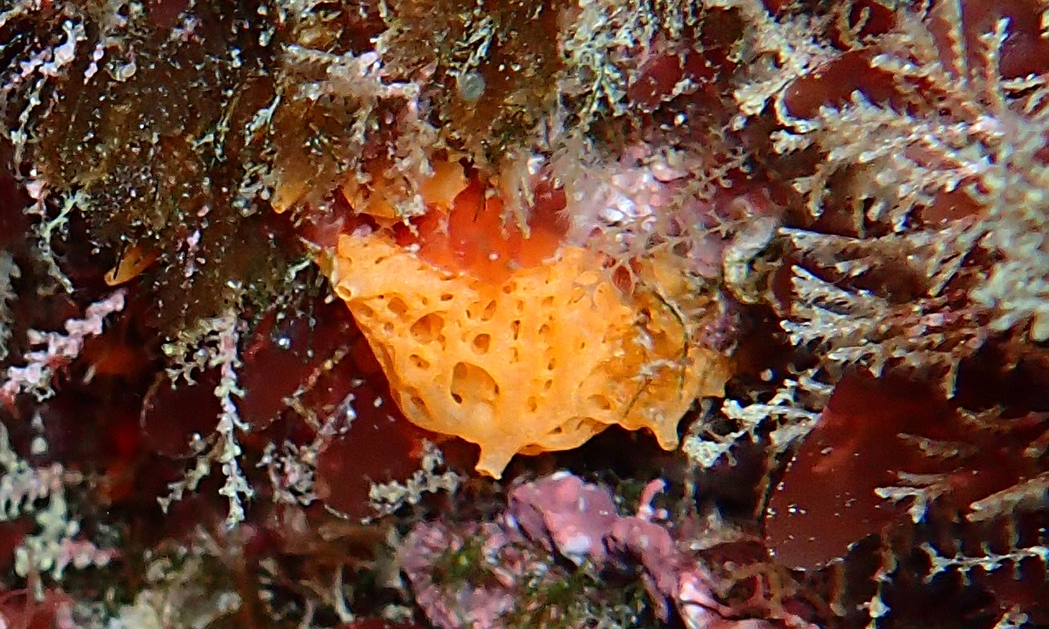 Clathrina rubra Sarà, 1958