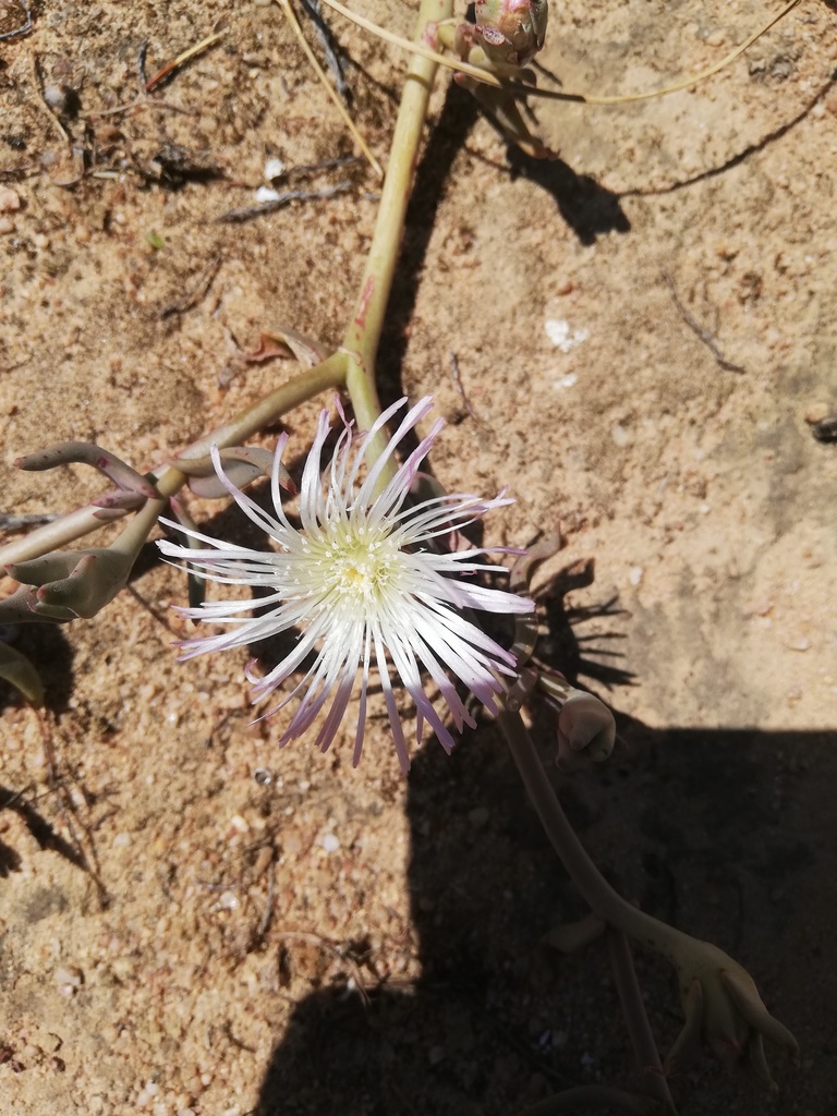 Phyllobolus from Malmesbury, 7299, South Africa on October 23, 2018 at ...