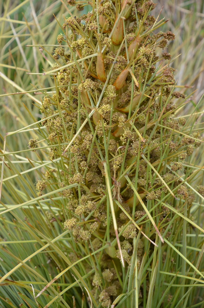 (Aciphylla subflabellata) - Botanical Realm