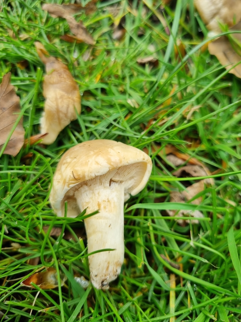 St. George's Mushroom from Council Avenue, Hull HU4 6RE, UK on April 29 ...