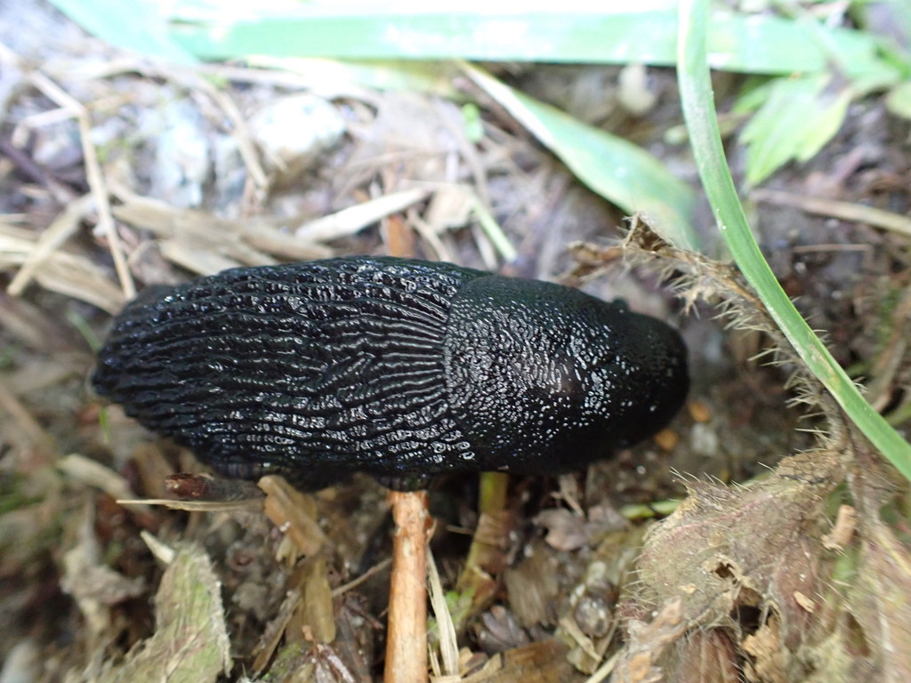 Arion Slugs from Central Vancouver, Vancouver, BC, Canada on April 28 ...
