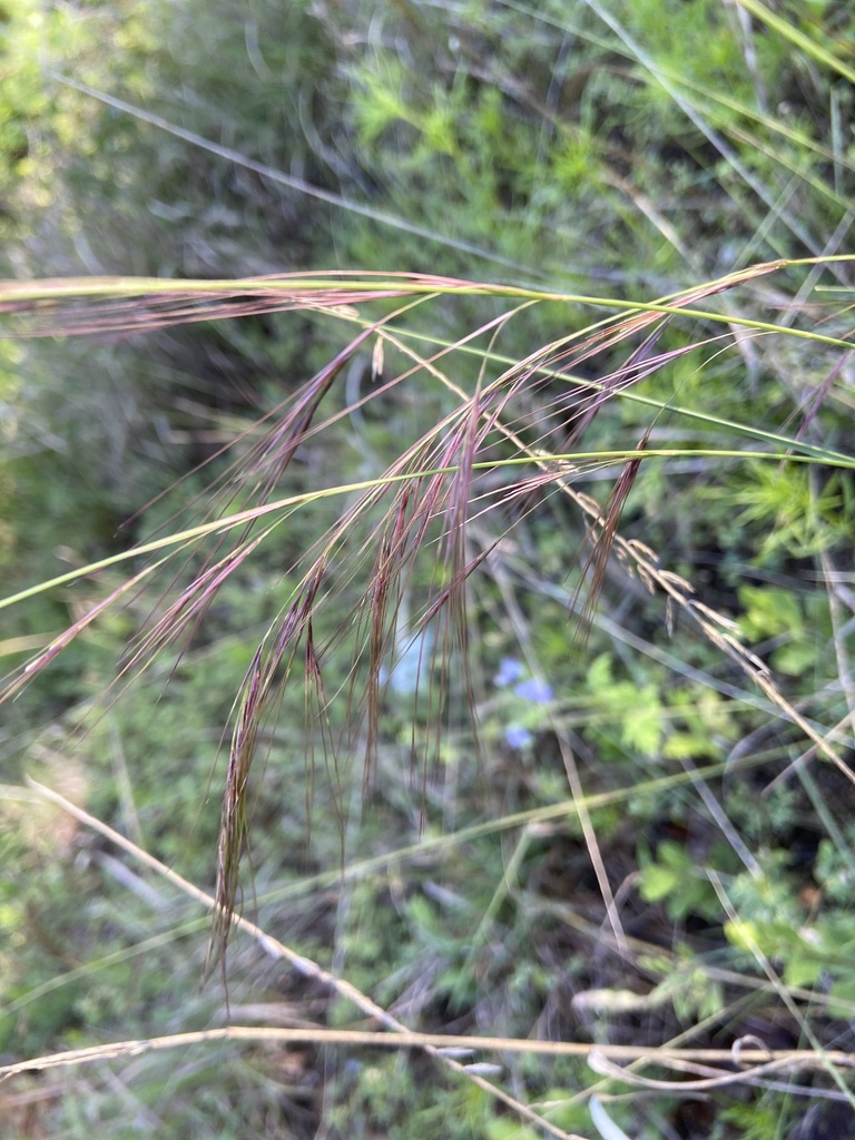 Texas winter grass from Harold Ct, Austin, TX, US on April 29, 2023 at ...