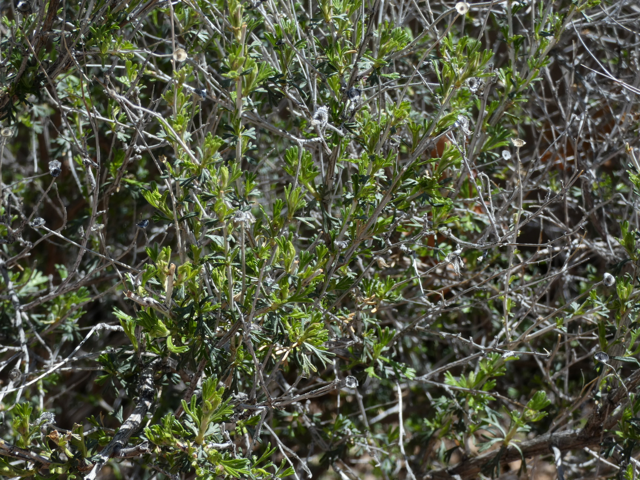 Fallugia paradoxa (D.Don) Endl.