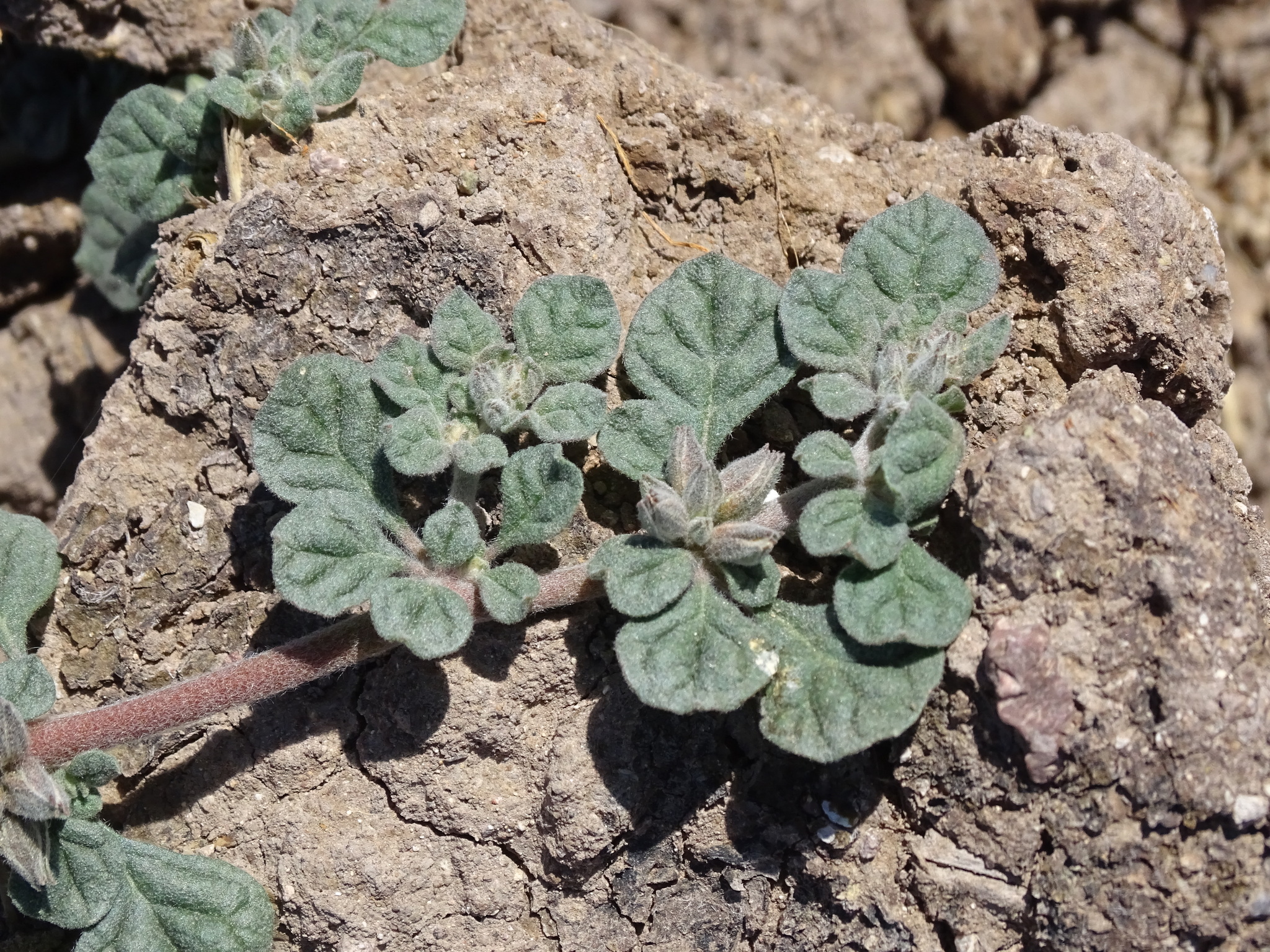 Glinus radiatus (Ruiz & Pav.) Rohrb.