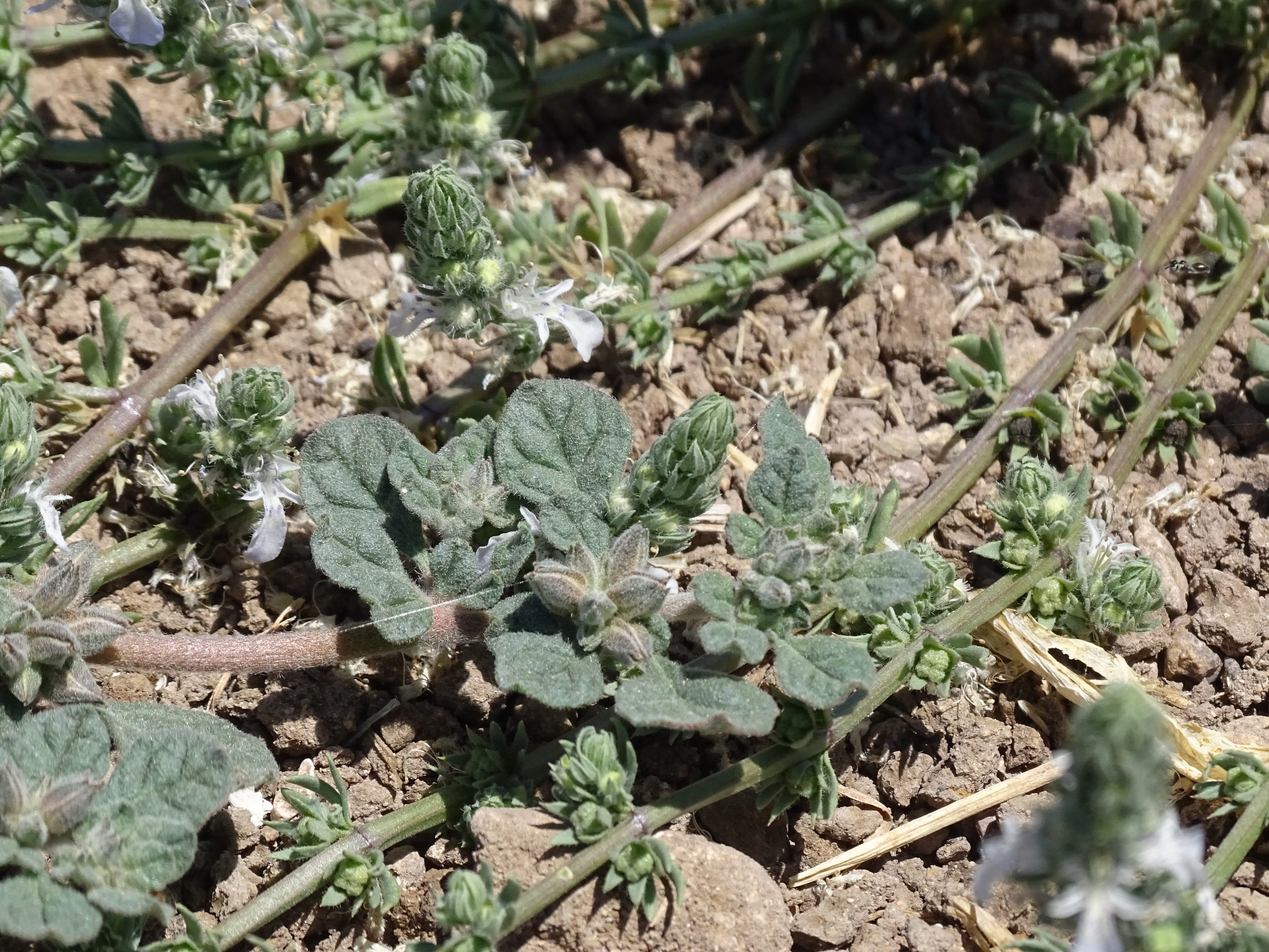 Glinus radiatus (Ruiz & Pav.) Rohrb.