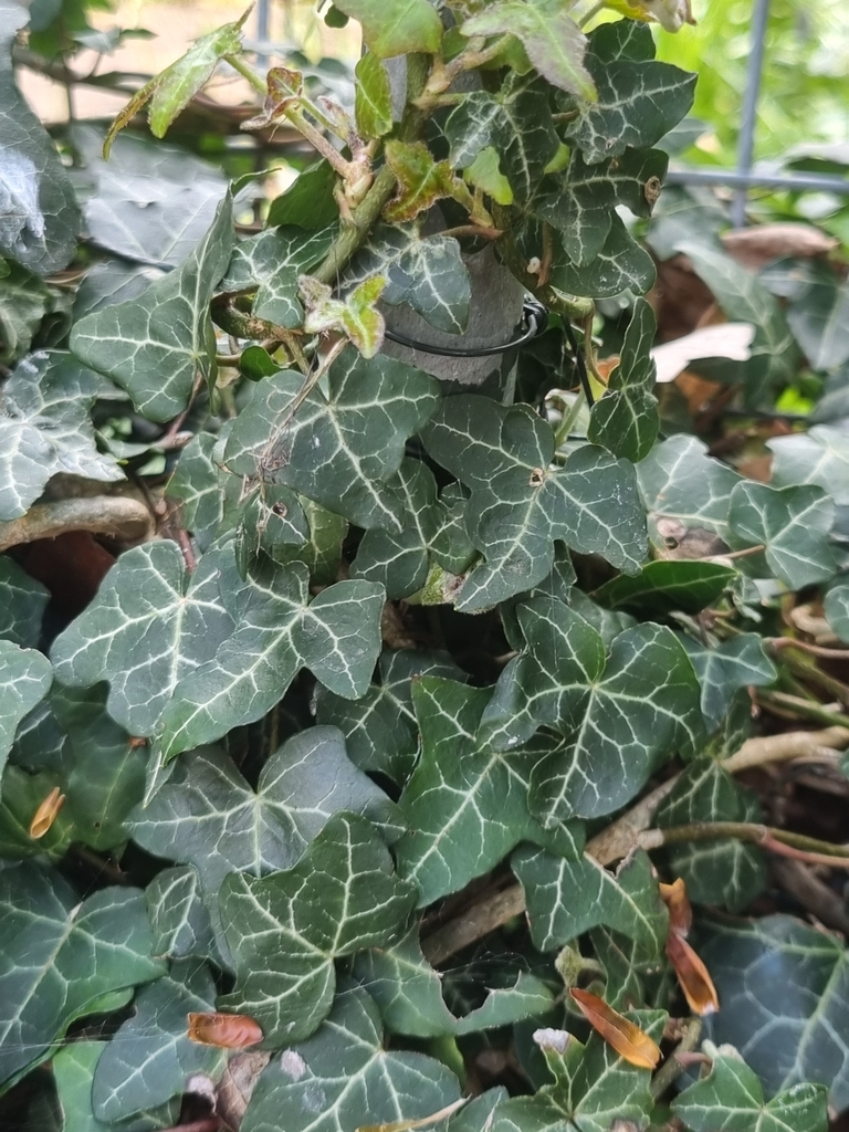 common ivy from Hull HU4, UK on April 29, 2023 at 11:14 AM by Emma ...