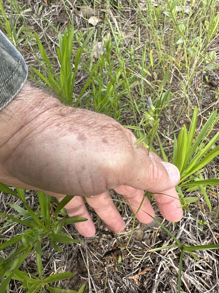 Common Vetch from Hickory Creek, TX, US on April 29, 2023 at 08:49 AM ...