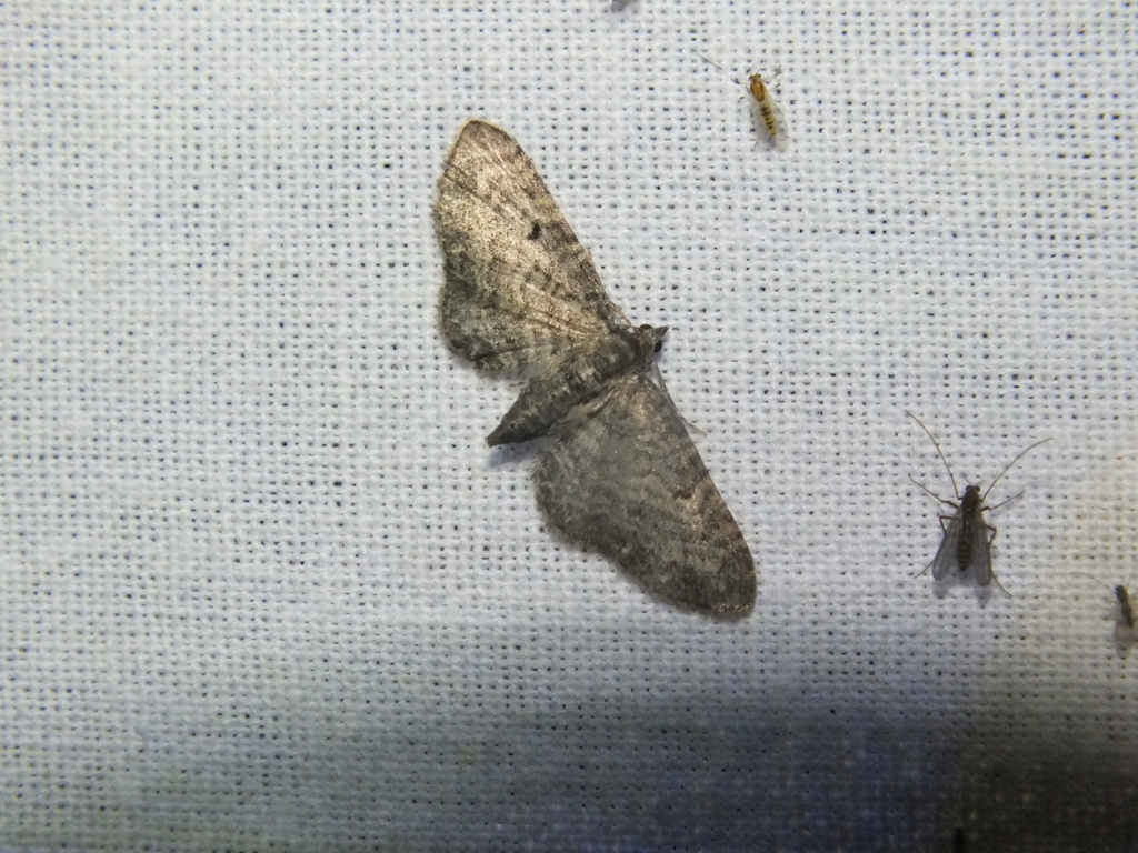 Grey Pug Moth from Лысковский р-н, Нижегородская обл., Россия on July 9 ...