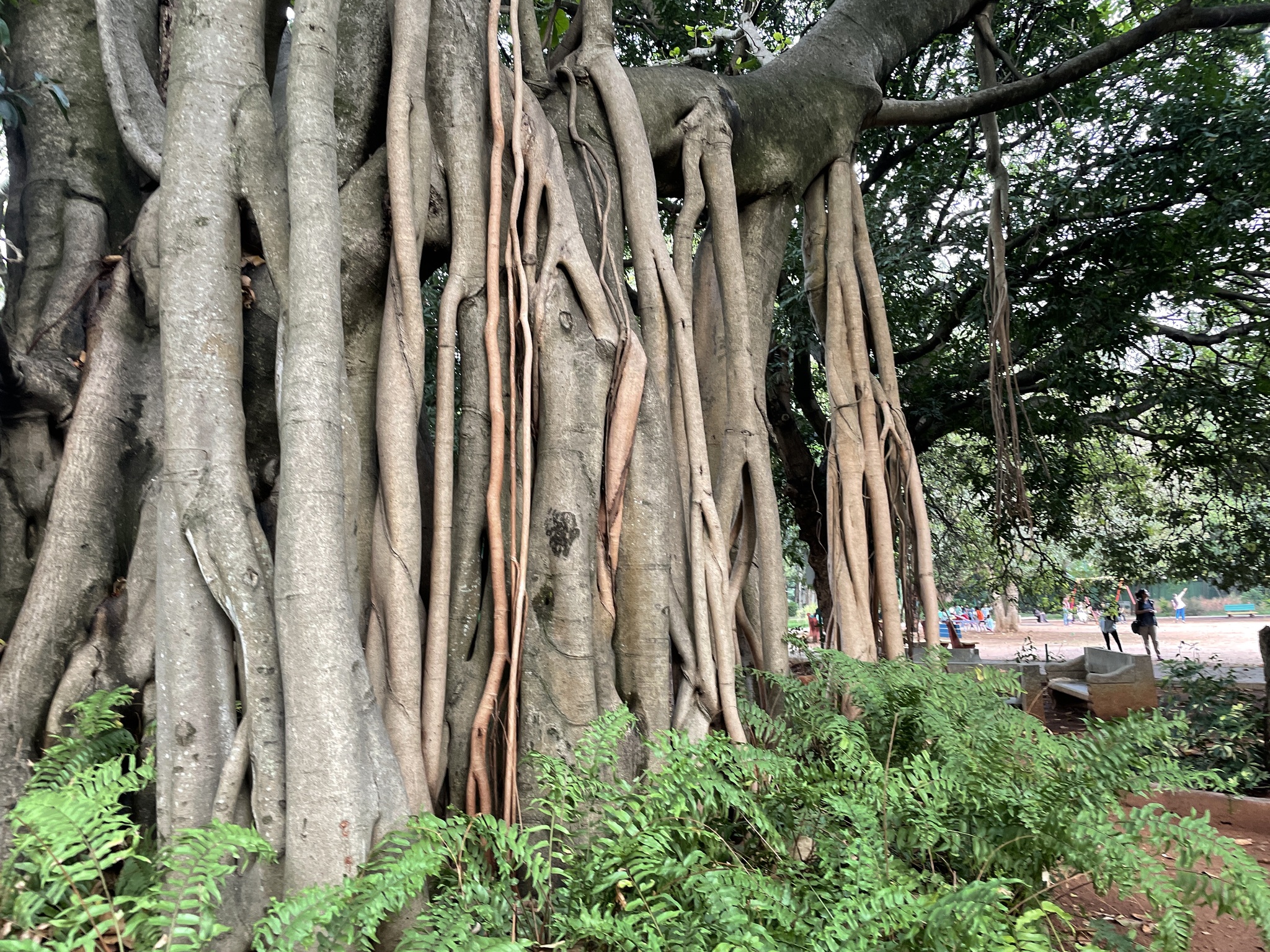 Ficus benghalensis L.