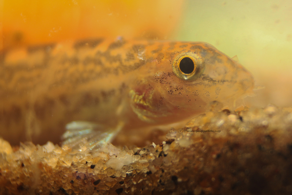 Common Spiny Loach from Katukurunda - Neboda Rd, Bombuwala, Sri Lanka ...