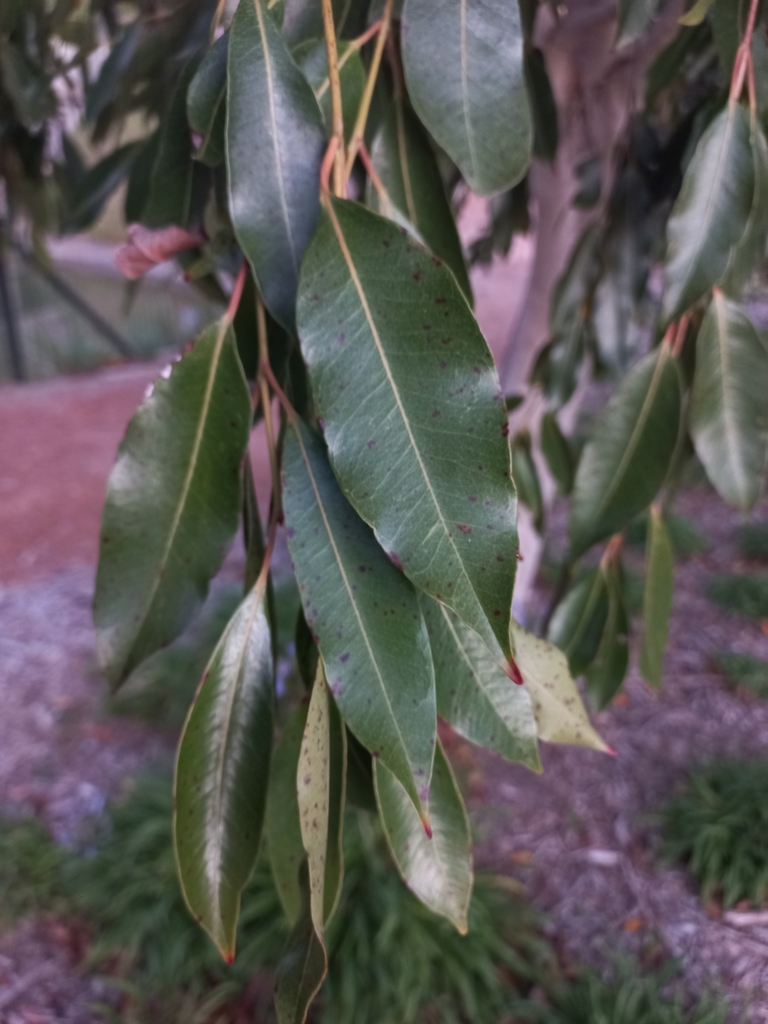 Water Pear from City of Cape Town, ZA-WC, ZA on January 6, 2023 at 08: ...