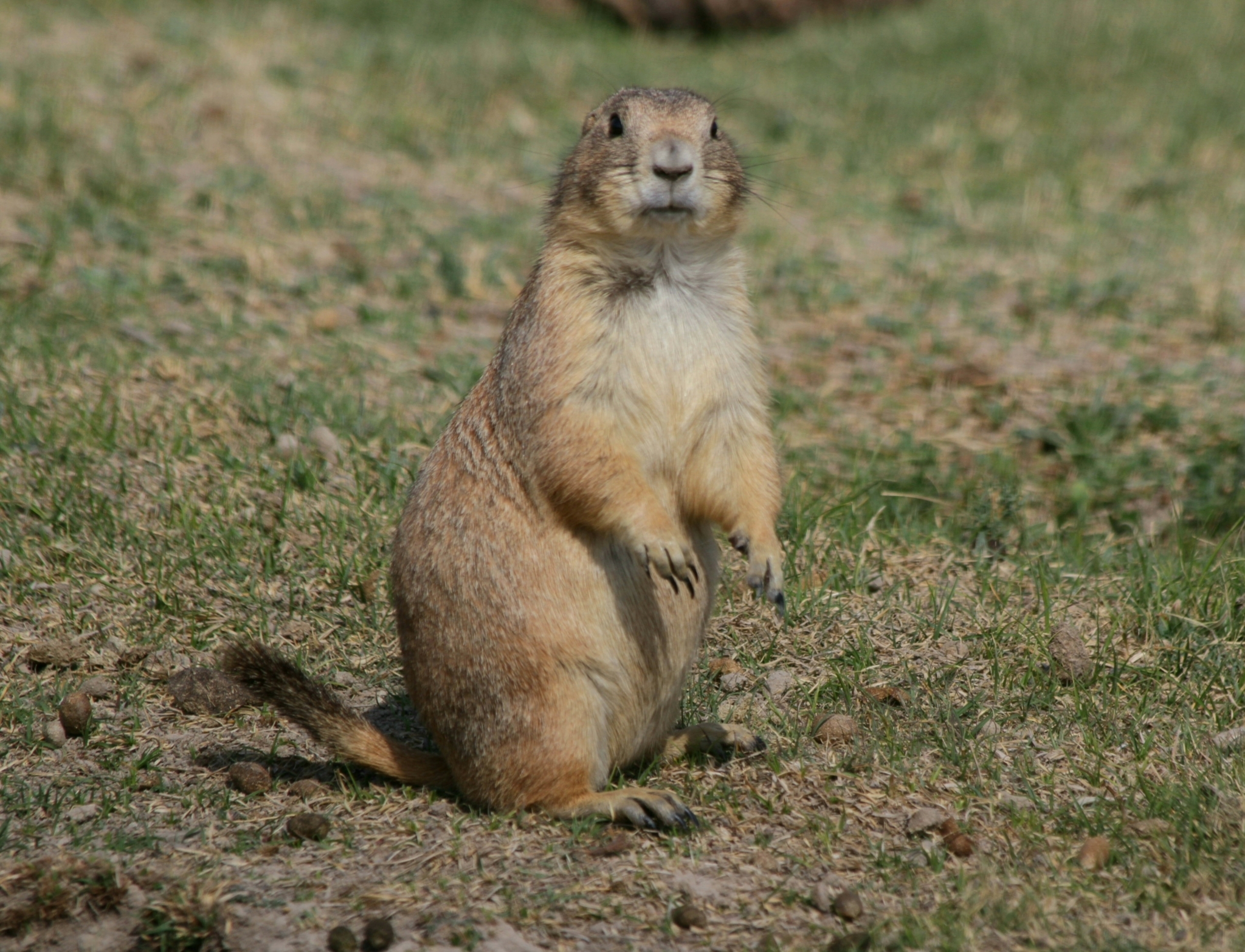 Cynomys mexicanus Merriam, 1892