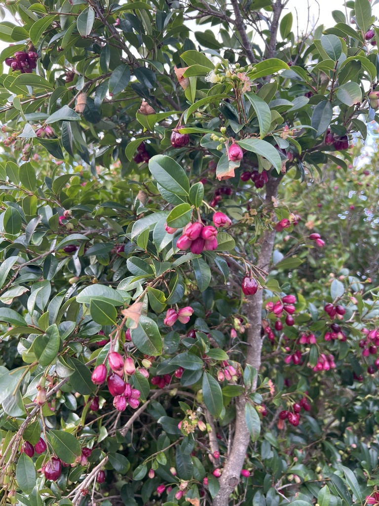 scrub cherry from Mountain Road, Fish Hoek, WC, ZA on April 29, 2023 at ...