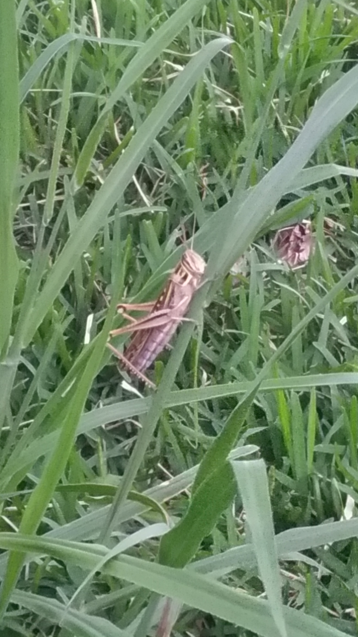 Patanga succincta (Johannson, 1763)