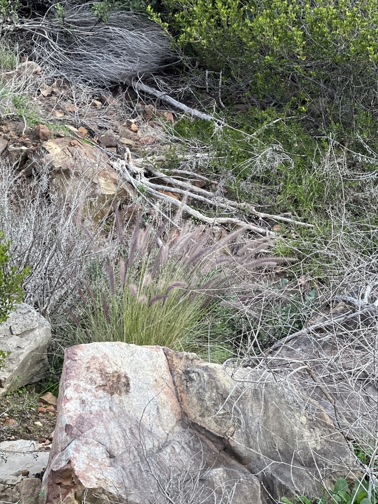 Fountain Grass from Mountain Road, Fish Hoek, WC, ZA on April 29, 2023 ...