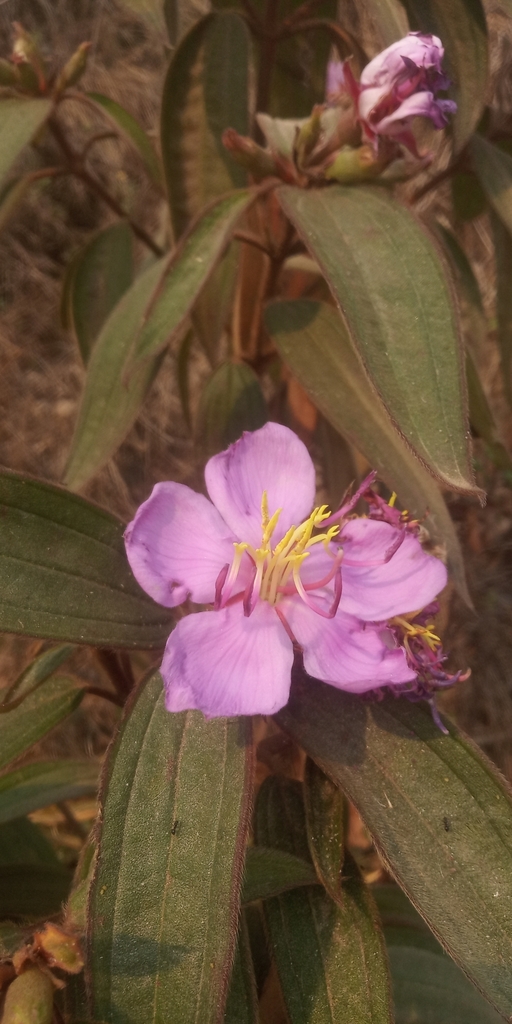 melastomes from H52M+4VP, Rasnalu 45500, Nepal on April 17, 2023 at 02: ...