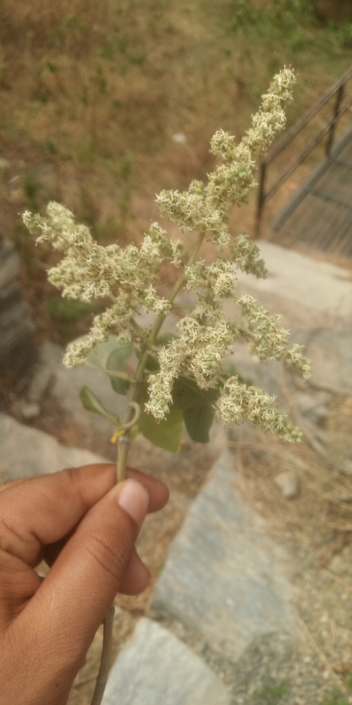 Something on April 16, 2023 at 11:05 AM by Basu Dev Poudel · iNaturalist