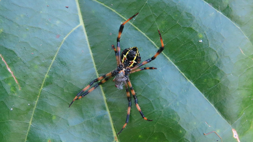 Hawaiian Garden Spider from Milne Bay Province, Papua New Guinea on ...