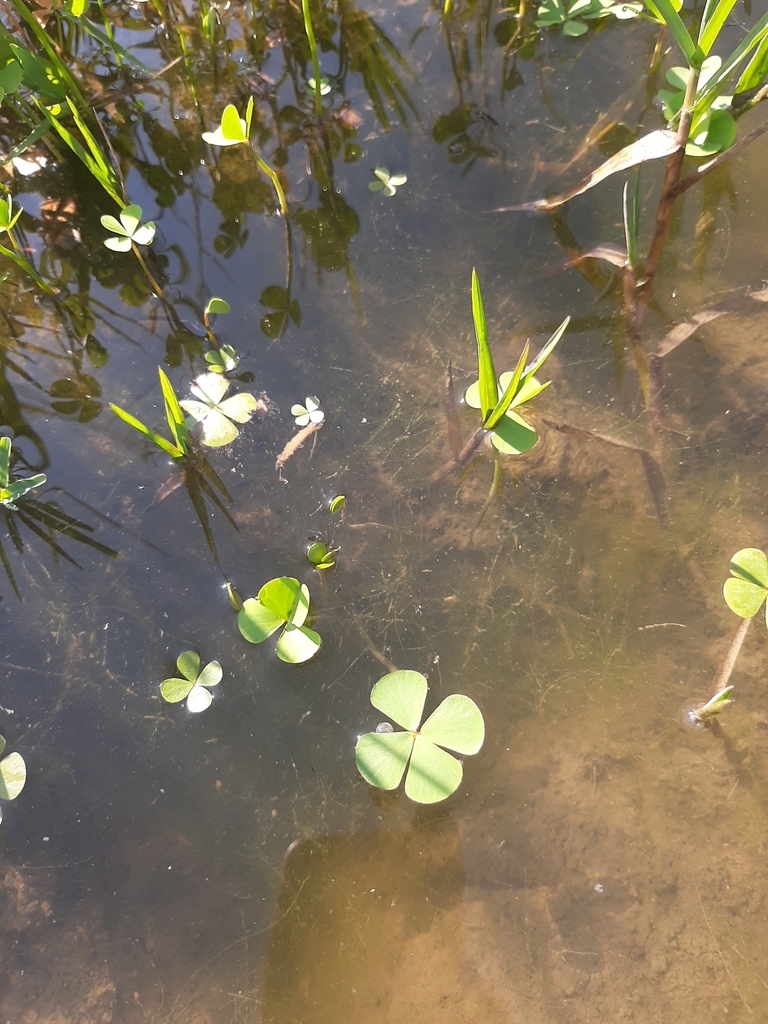 clover fern in April 2023 by Jonathan Mark Birch · iNaturalist