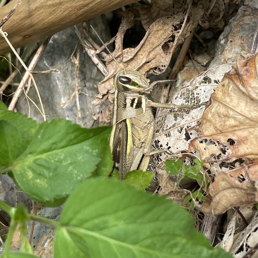 Bombay Locust from 宜名真, 国頭郡国頭村, 沖縄県, JP on April 29, 2023 at 03:52 PM ...