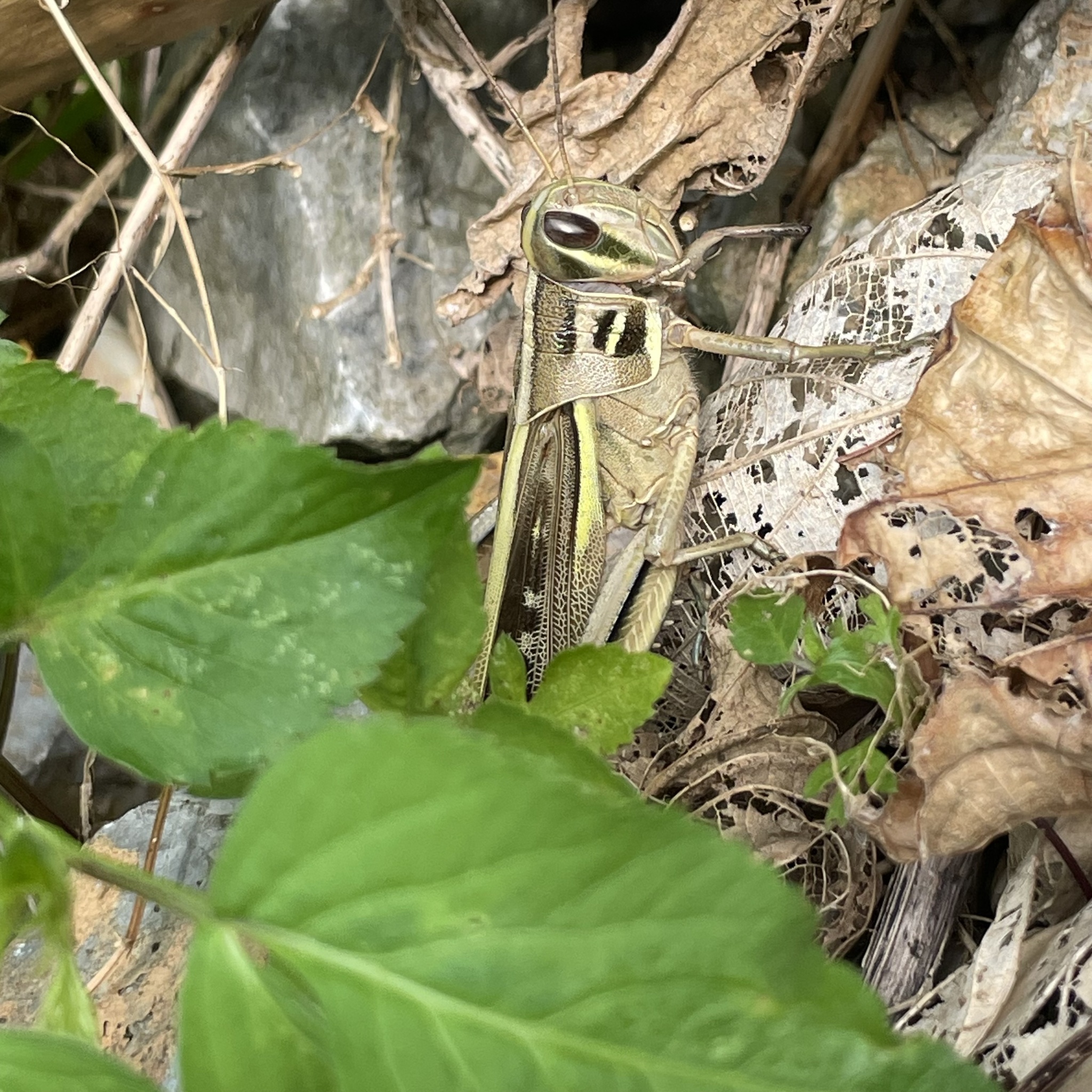 Patanga succincta (Johannson, 1763)