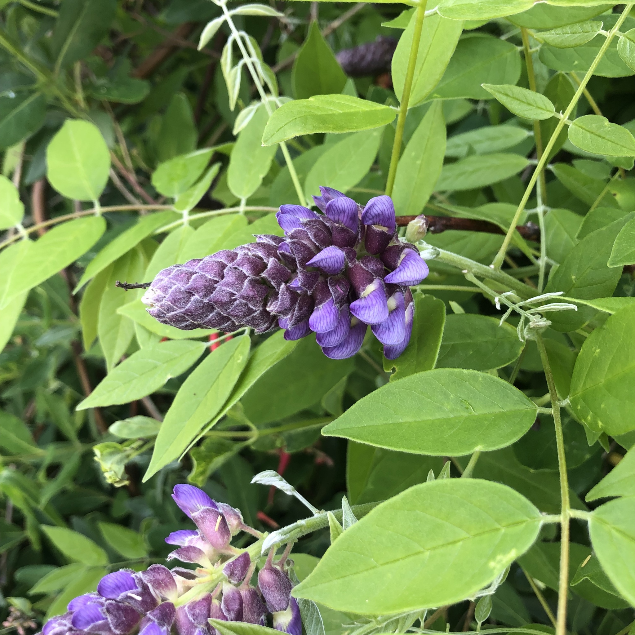 Wisteria frutescens (L.) Poir.