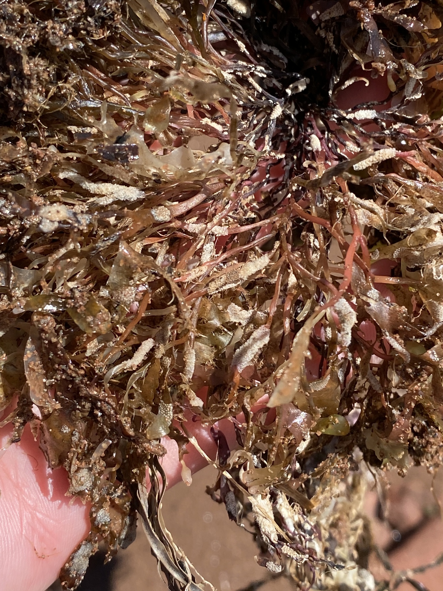 Chondrus crispus Stackhouse