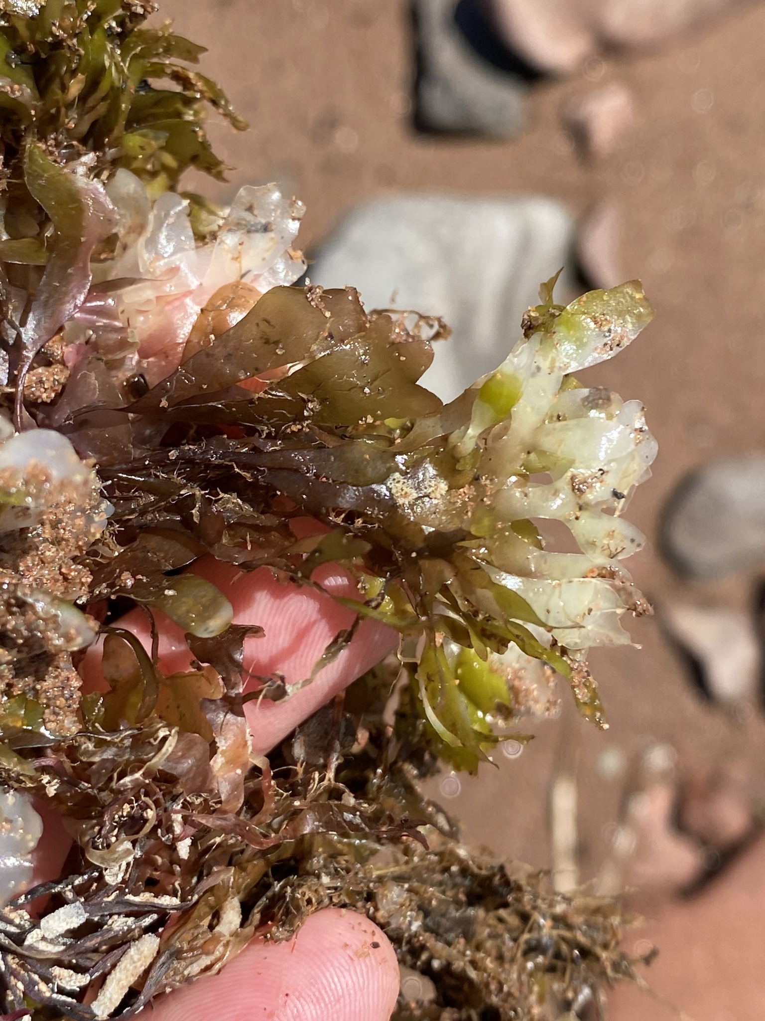 Chondrus crispus Stackhouse