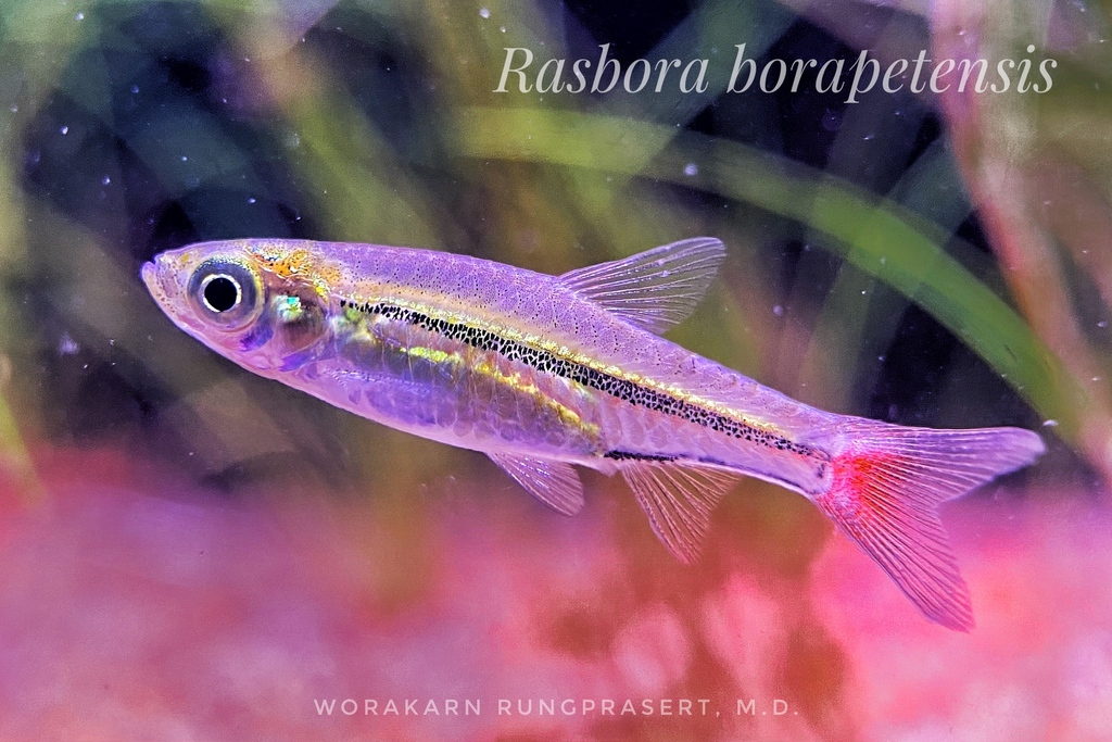 Red-tailed Rasbora (Rasbora borapetensis) - Marine Life Identification