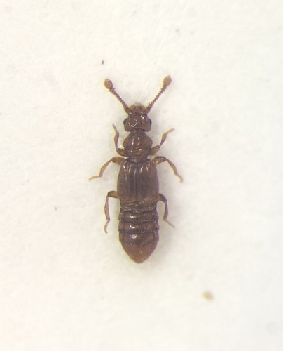 Euplectus signatus · iNaturalist