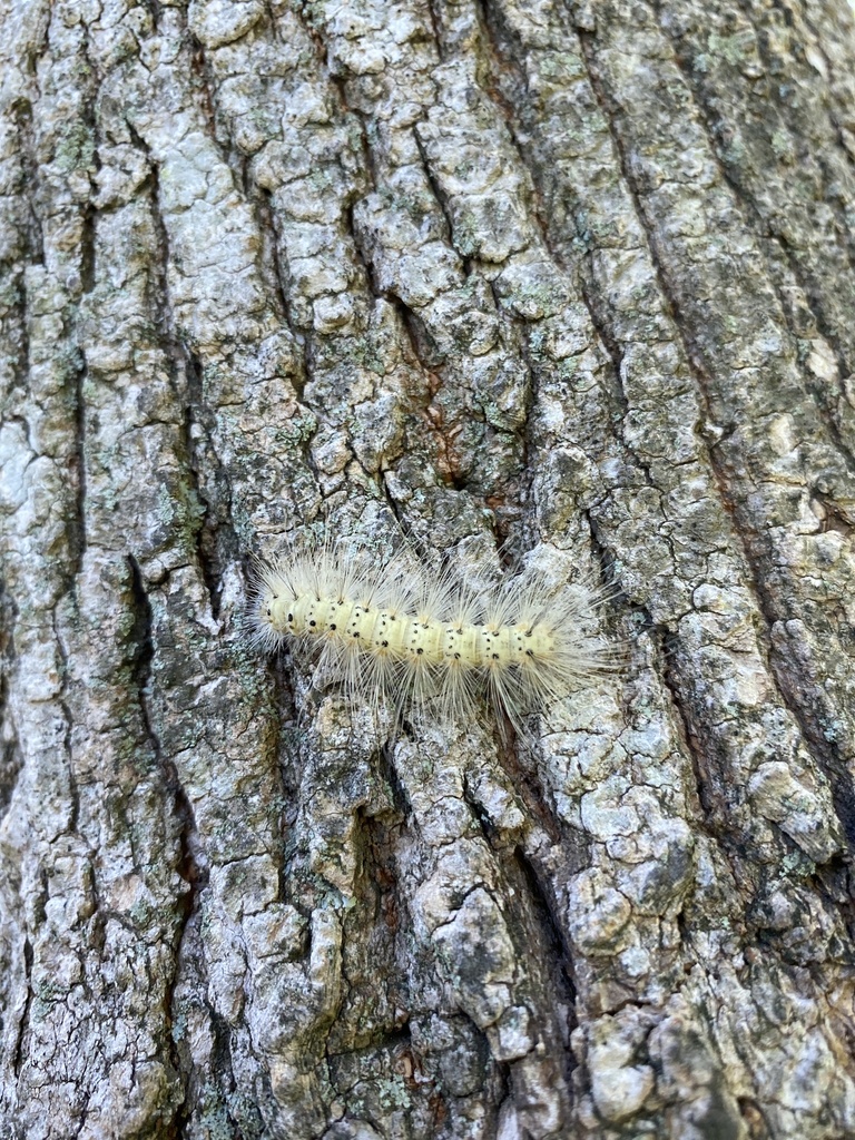 Fall Webworm Moth from River Rd, San Antonio, TX, US on April 29, 2023 ...