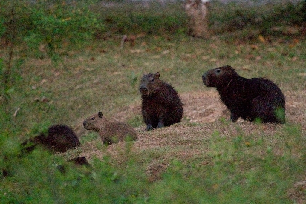 Lesser Capybara (Hydrochoerus isthmius) - Know Your Mammals