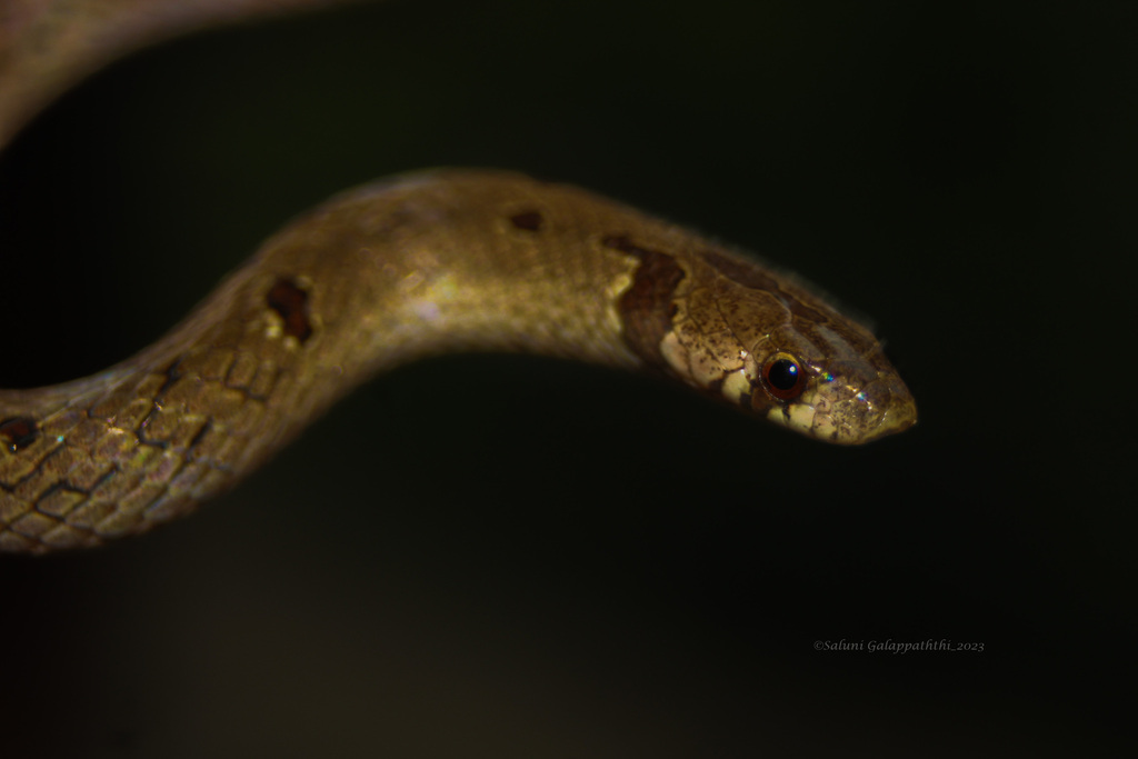 Duméril's Kukri Snake from Bodinagala Forest Reserve, Sri Lanka on ...