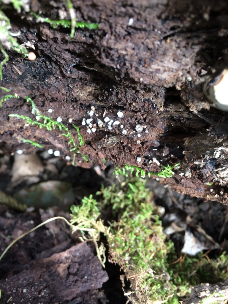 Nectriopsis rexiana from Monroe County, US-IN, US on October 25, 2018 ...