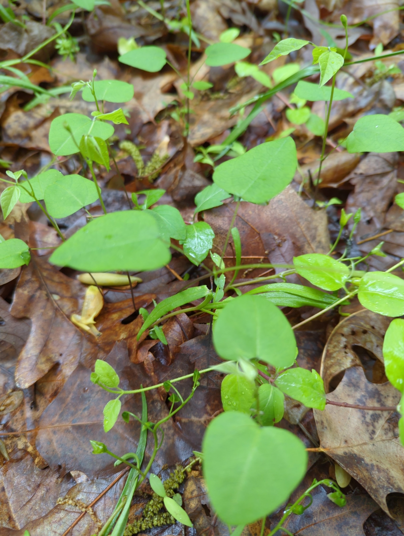 Amphicarpaea Elliott ex Nutt.