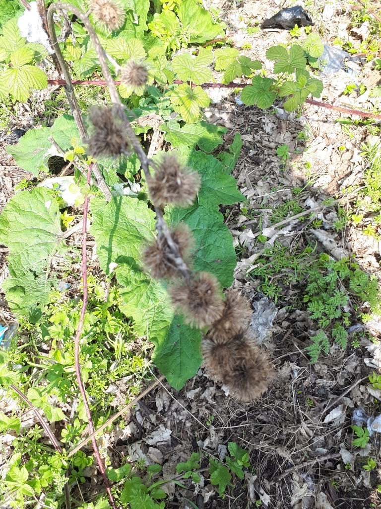 lesser burdock from Hull HU3, UK on April 29, 2023 at 11:35 AM by ...