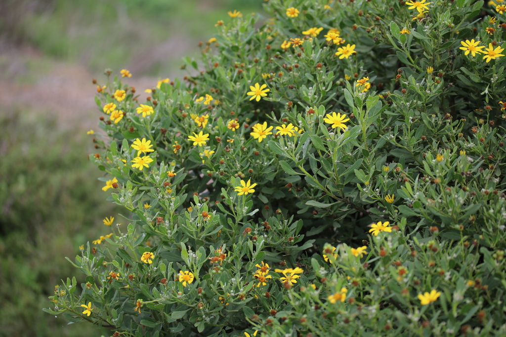 Bietou from Table Bay Nature Reserve on April 29, 2023 at 12:23 PM by ...