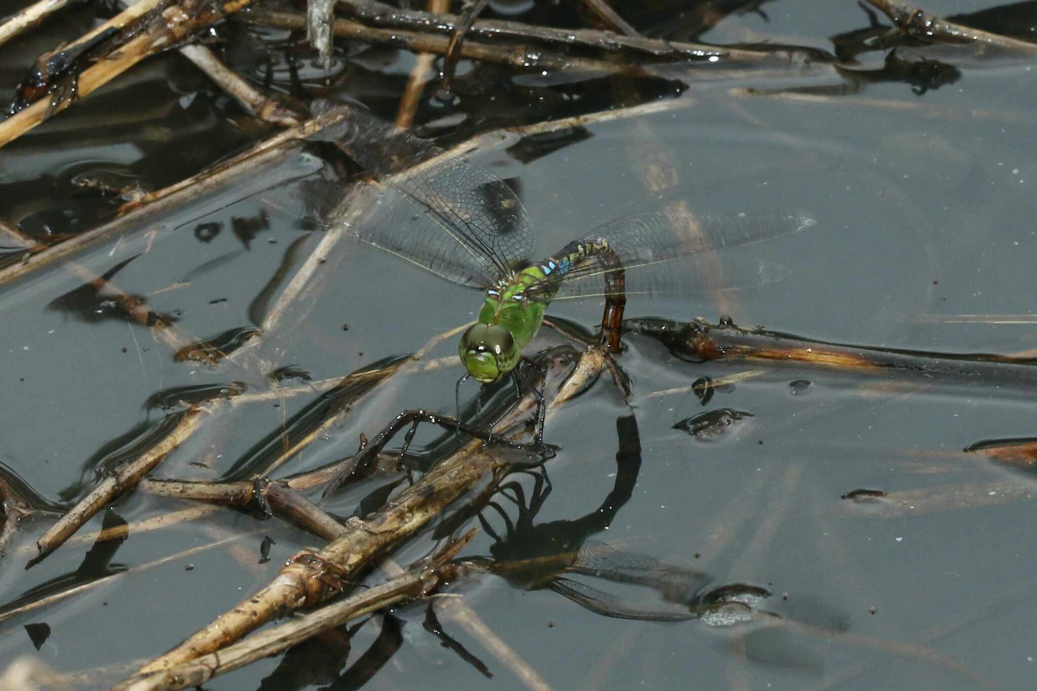 Anax panybeus Hagen, 1867