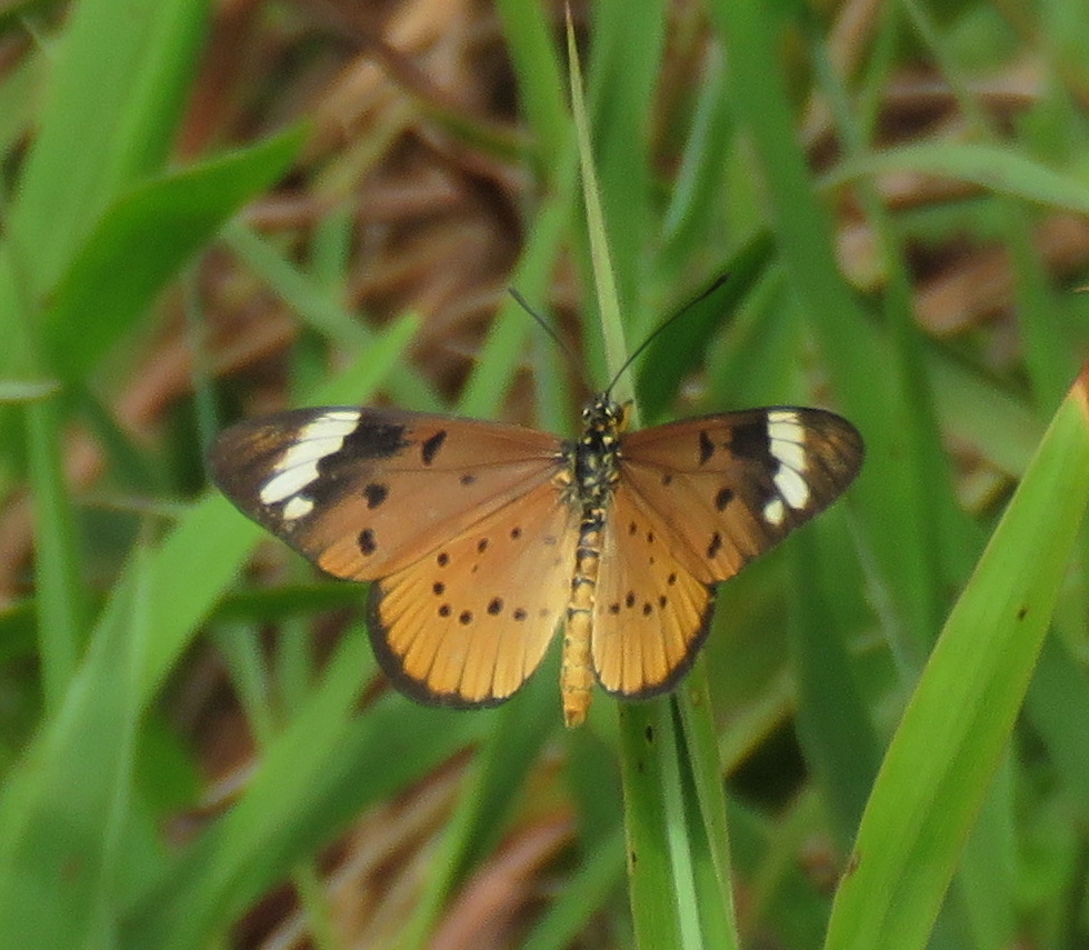 Acraea encedon Linnaeus, 1758