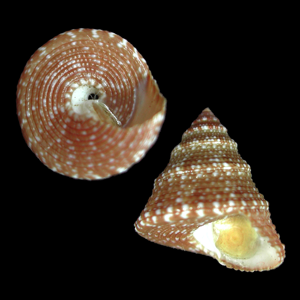 Adele's Top Shell from Florida, EE. UU. on February 20, 2002 at 11:00 ...