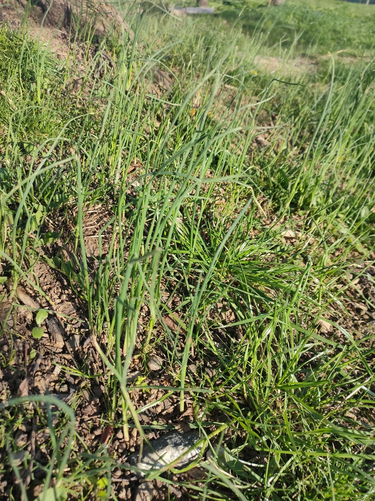field garlic from Minsk, BY-MI, BY on April 29, 2023 at 06:29 PM by ...