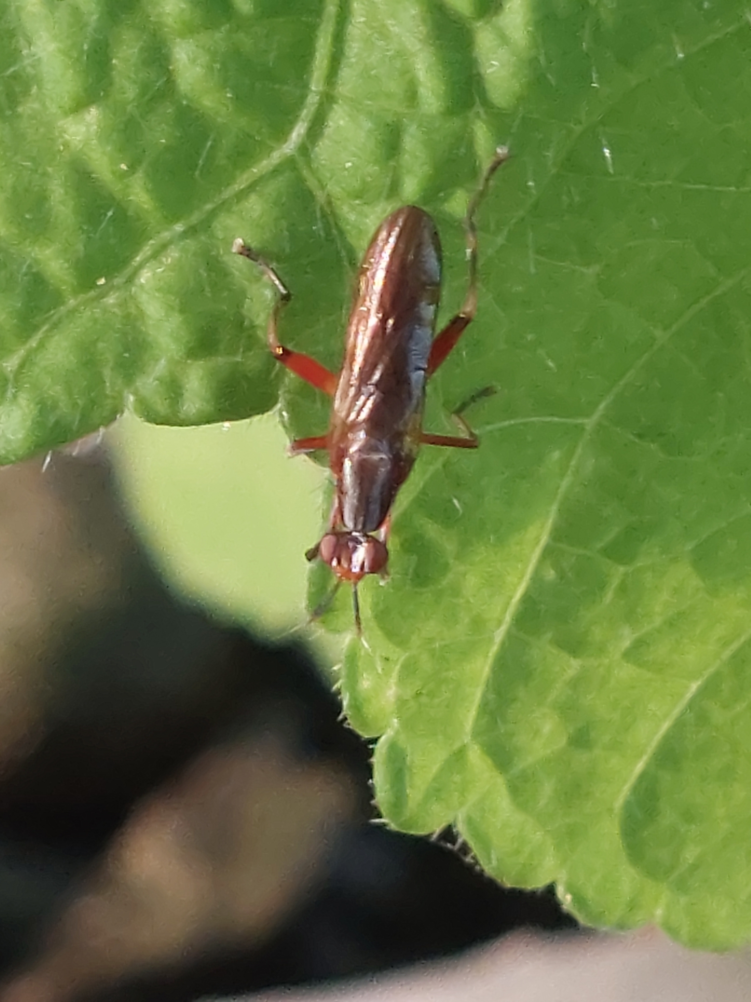 Sepedon sphegea (Fabricius, 1775)