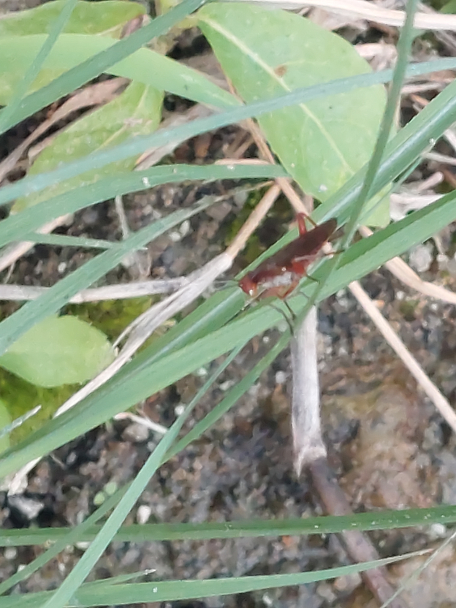 Sepedon sphegea (Fabricius, 1775)