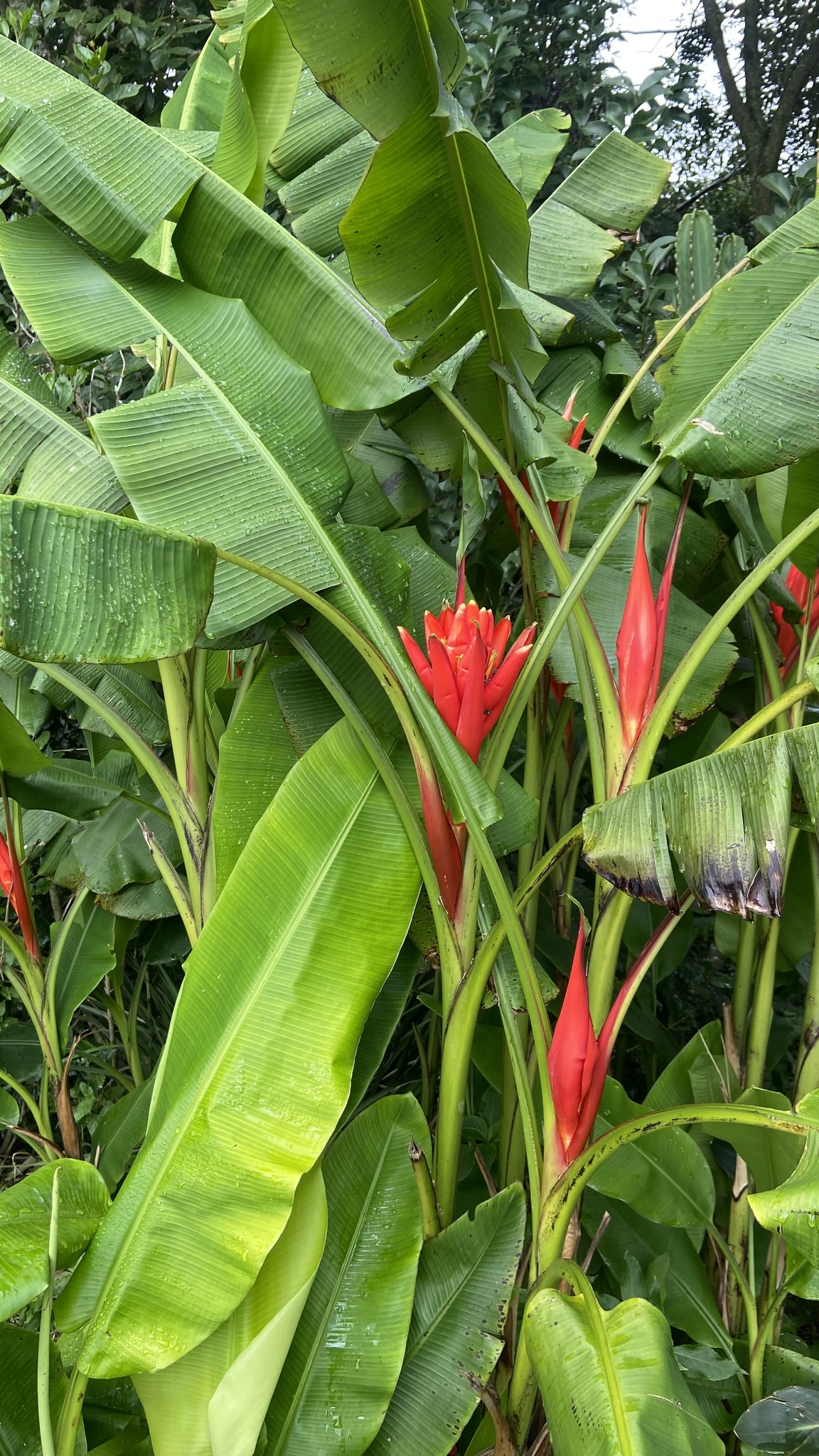 Musa coccinea Andrews