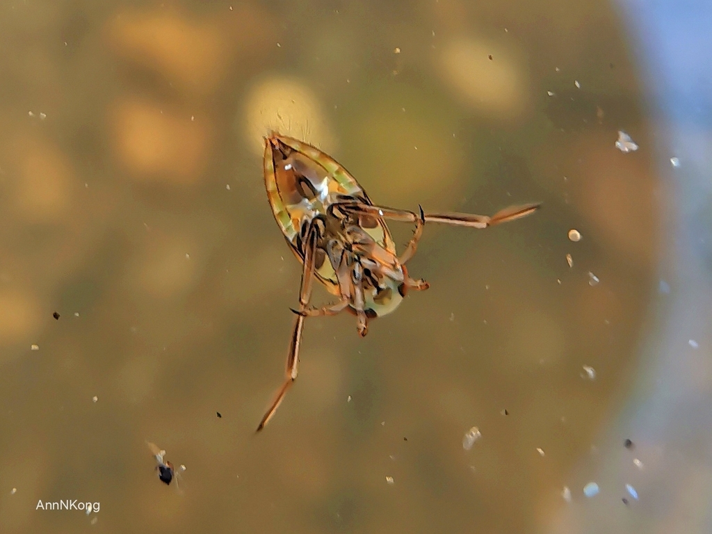 Enithares from Pasir Ris, Singapore on April 23, 2023 at 10:55 AM by ...